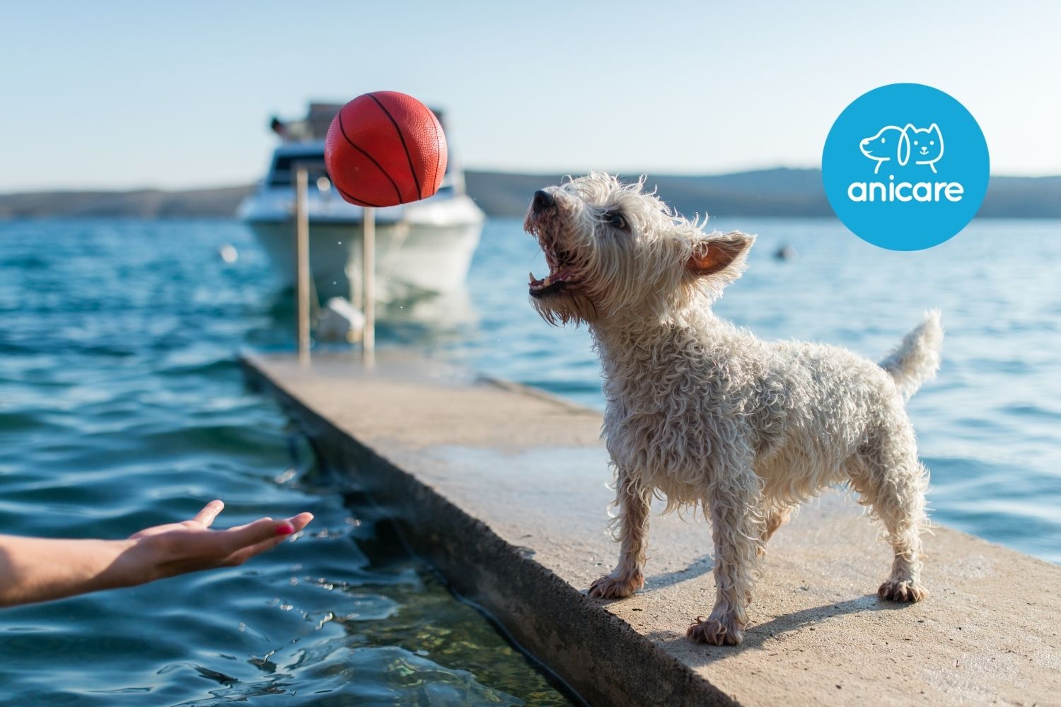 Anicare – Hochwertige Ergänzungsmittel für Haustiere